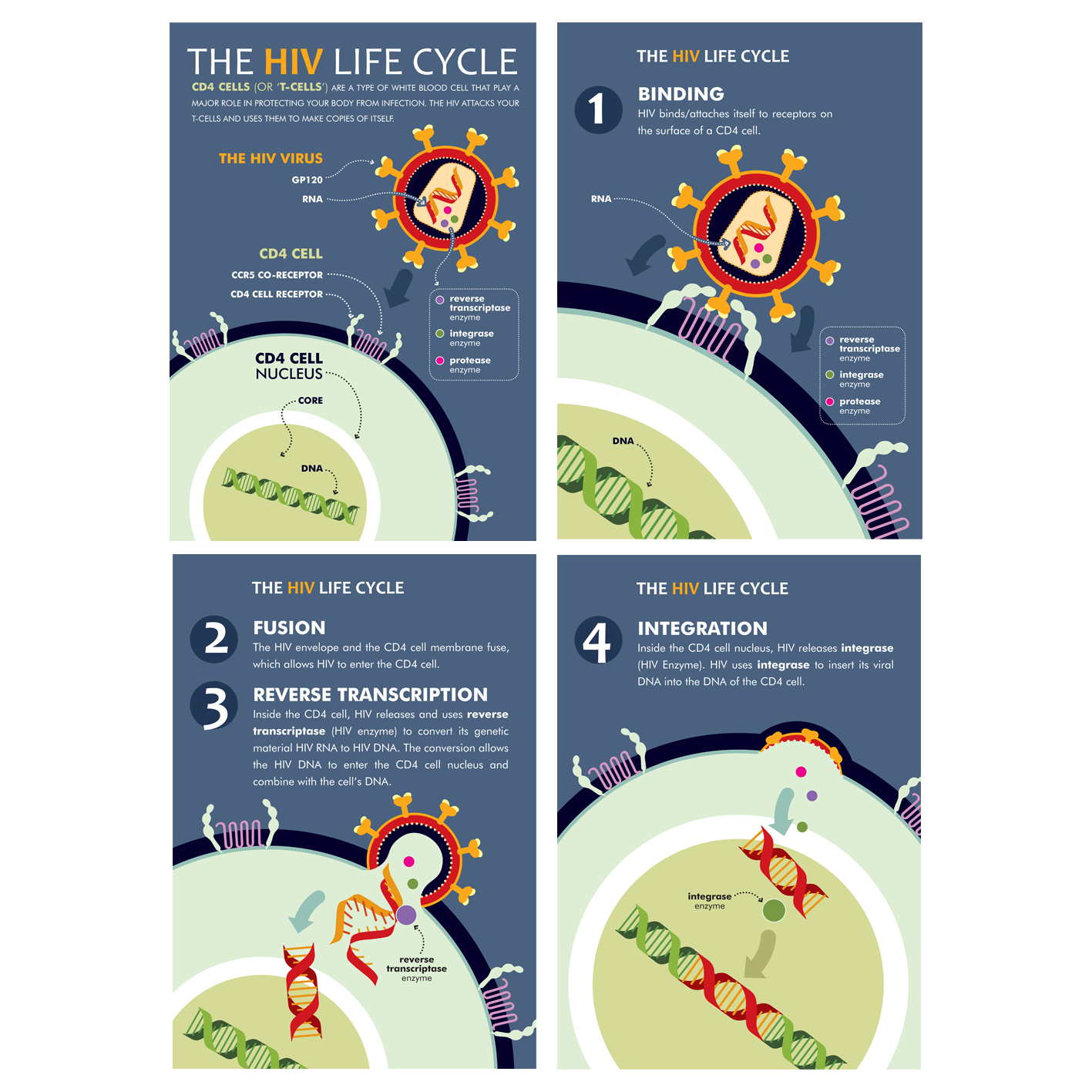 HIV Life Cycle